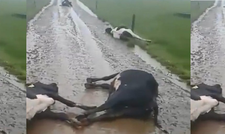 New Zealand - Shock Lightning Strikes Kill Cow Stock (Video)