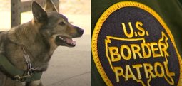 Border Patrol Dogs Receive Honors For Finding Illegal Immigrants And Drugs